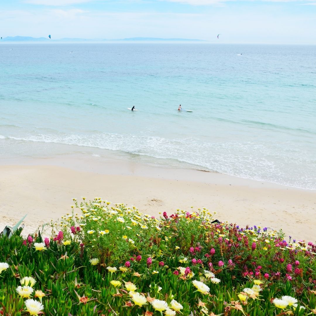 Spring into Wellness: Why Sea Candy is Your Must-Have Gummy This Seaso ...